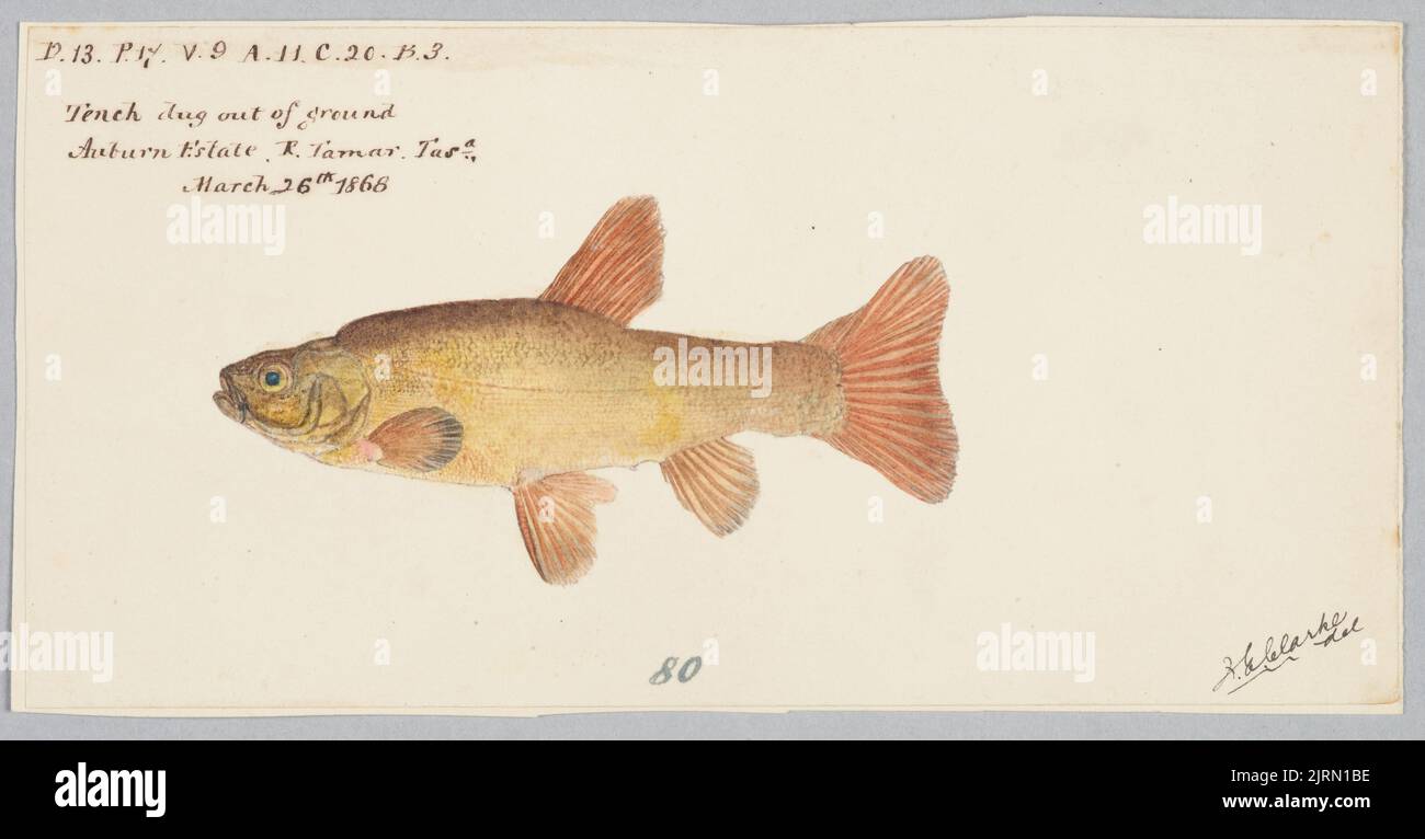 Cyprindae family tinca tinca tas hi-res stock photography and images ...