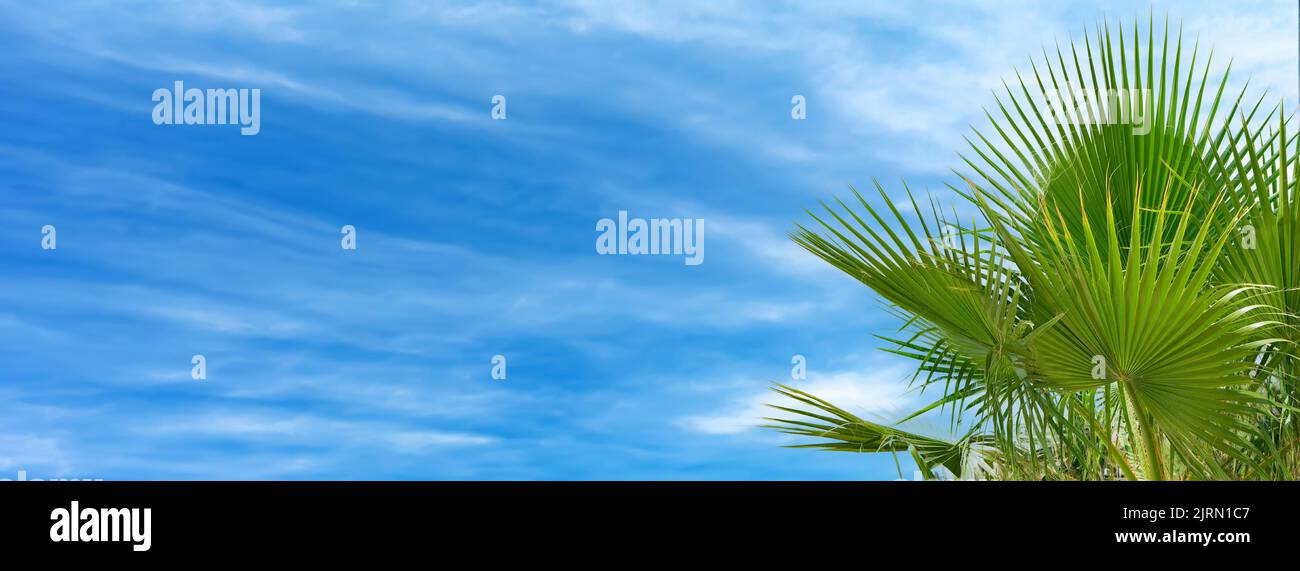 Palm tree leaves against blue cloudy sky beautiful tropical background ...