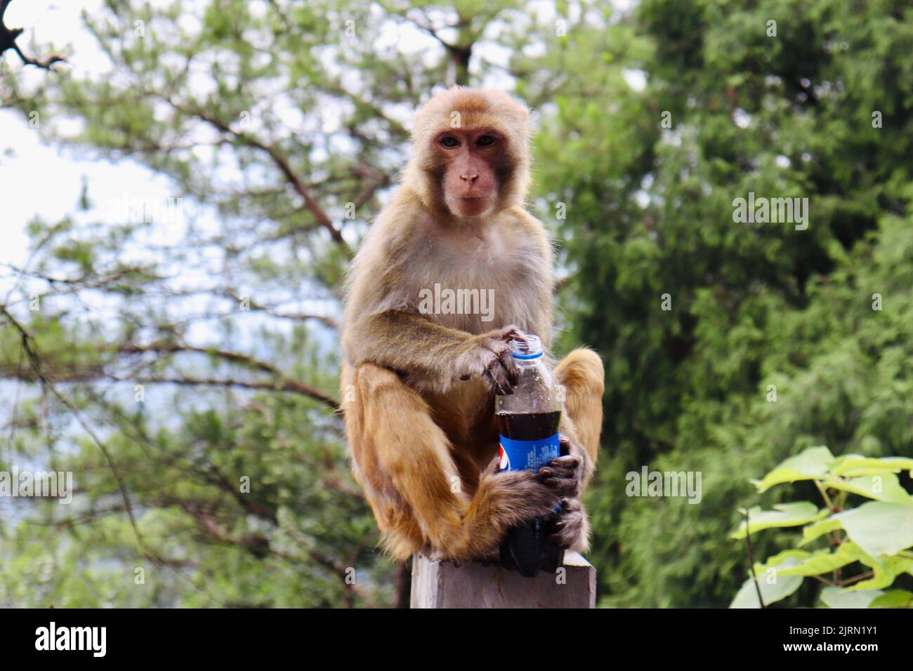 A monkey holding a bottle of Pepsi sitting on a stone railing at Wuling ...