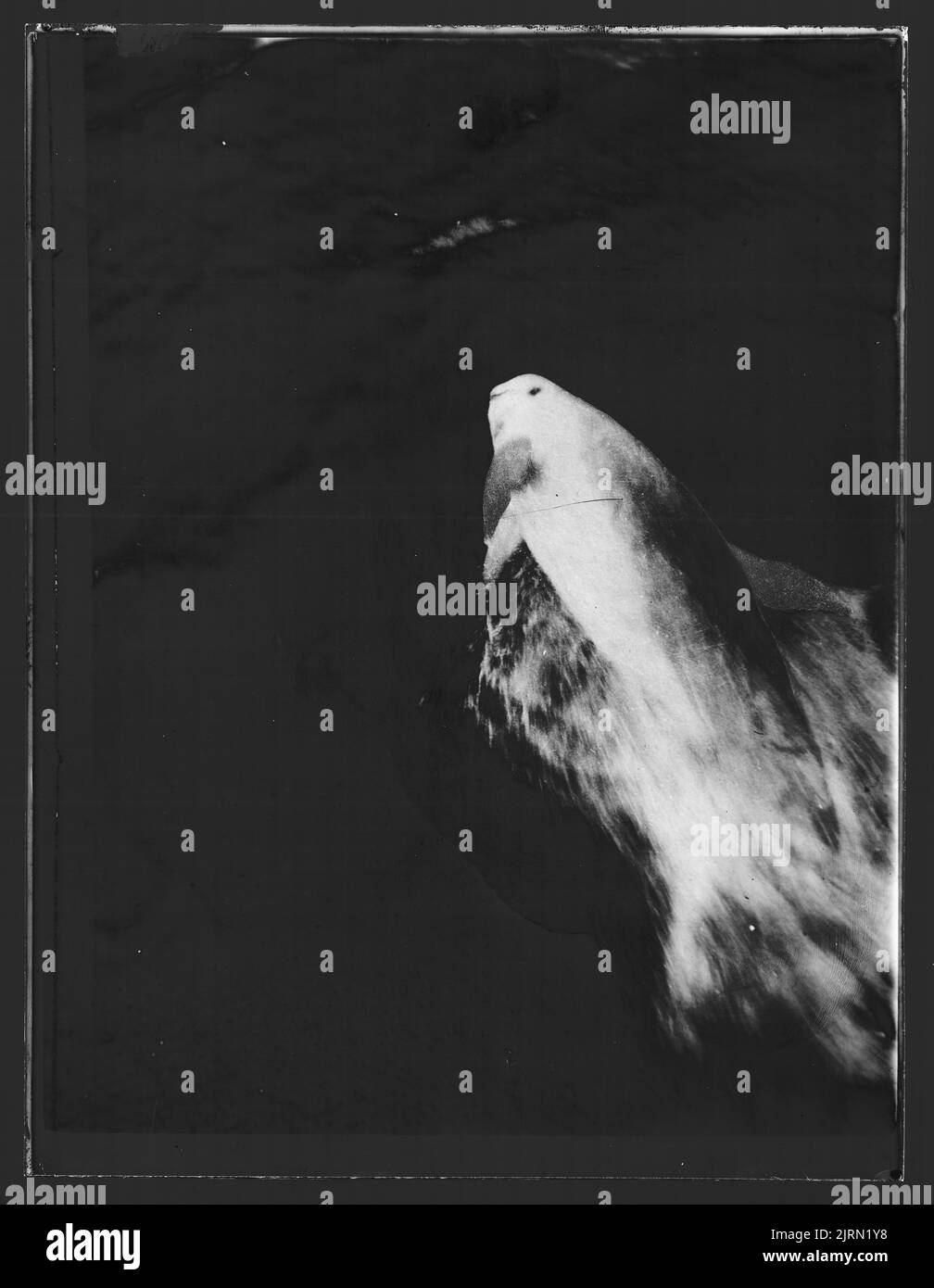 The dolphin Pelorus Jack Stock Photo - Alamy