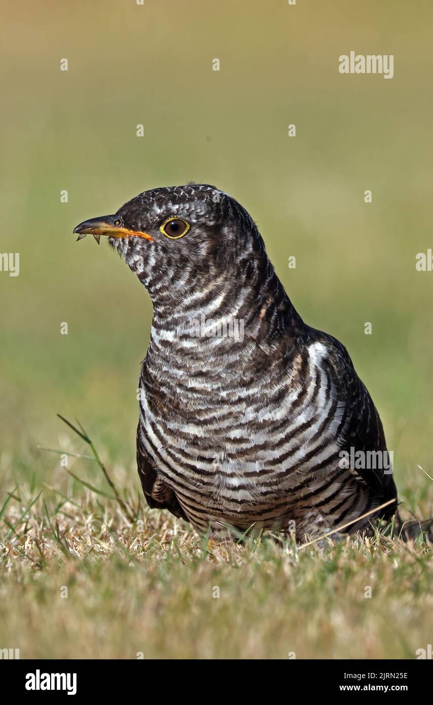 Common Cuckoo (Cuculus canorus canorus) immature foraging for flying ...