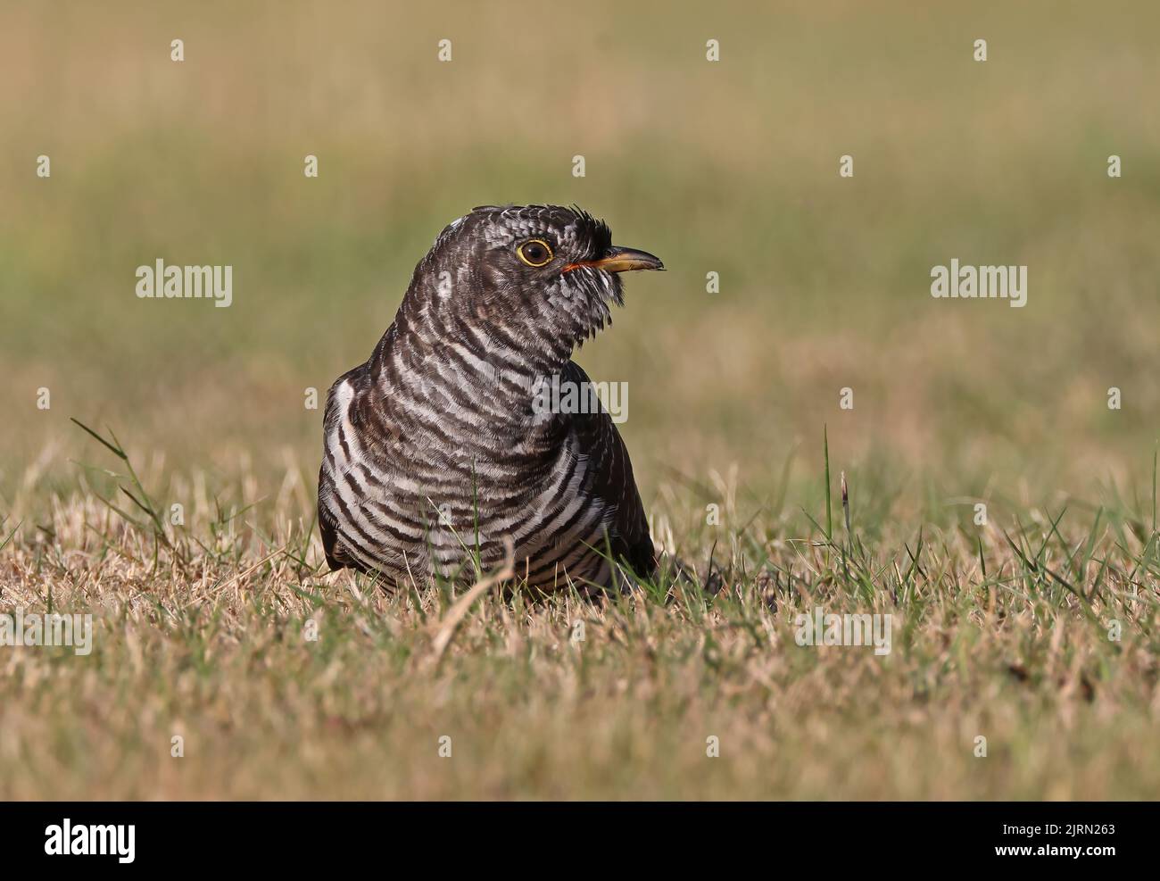Common Cuckoo (Cuculus canorus canorus) immature foraging for flying ...