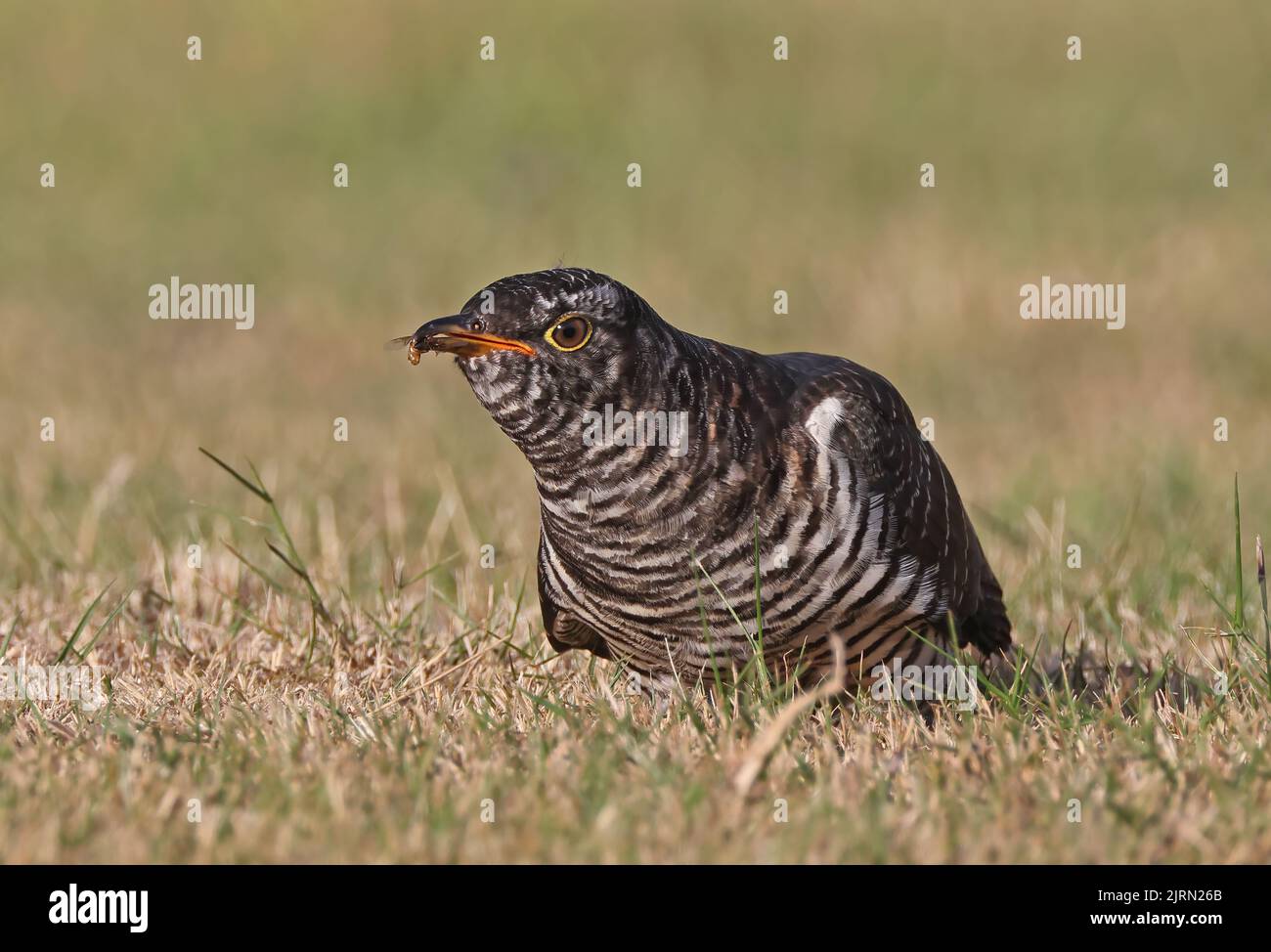 Common Cuckoo (Cuculus canorus canorus) immature on short grass eating ...
