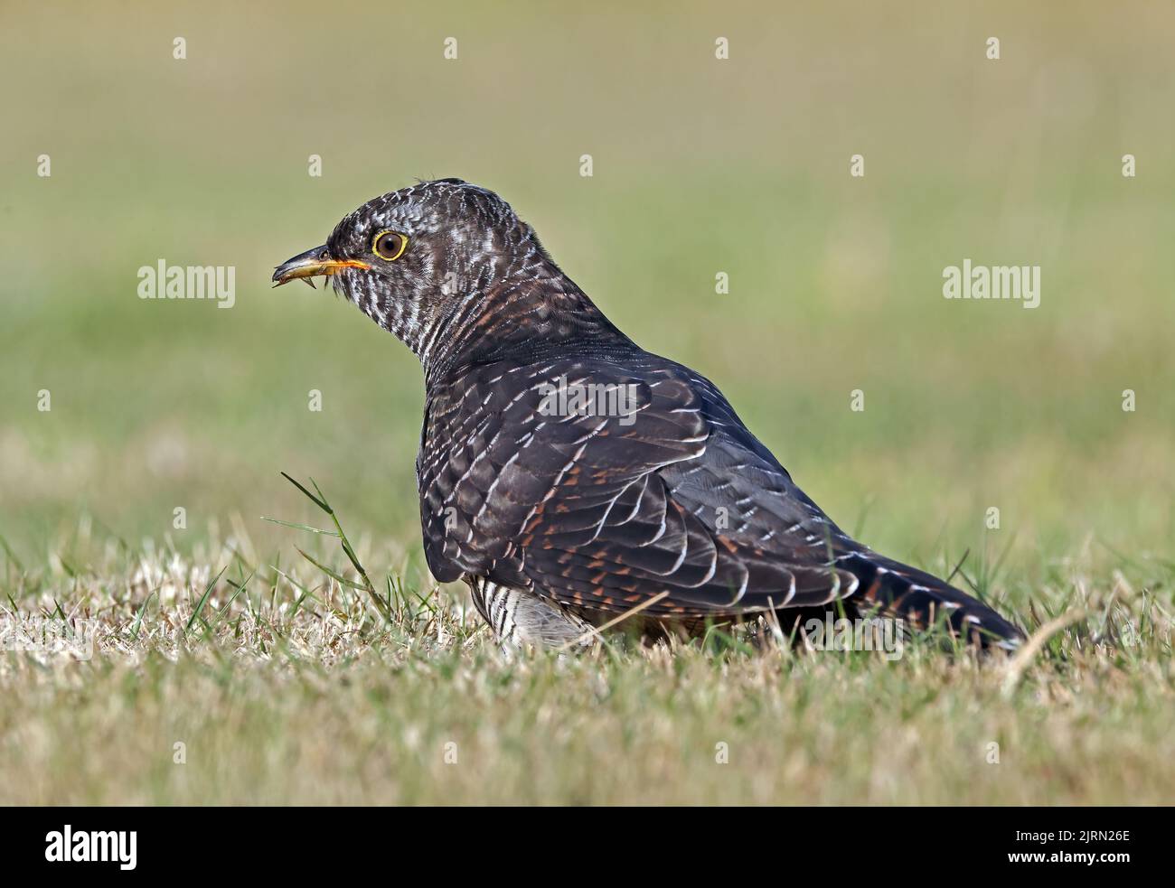 Common Cuckoo (Cuculus canorus canorus) immature foraging for flying ...