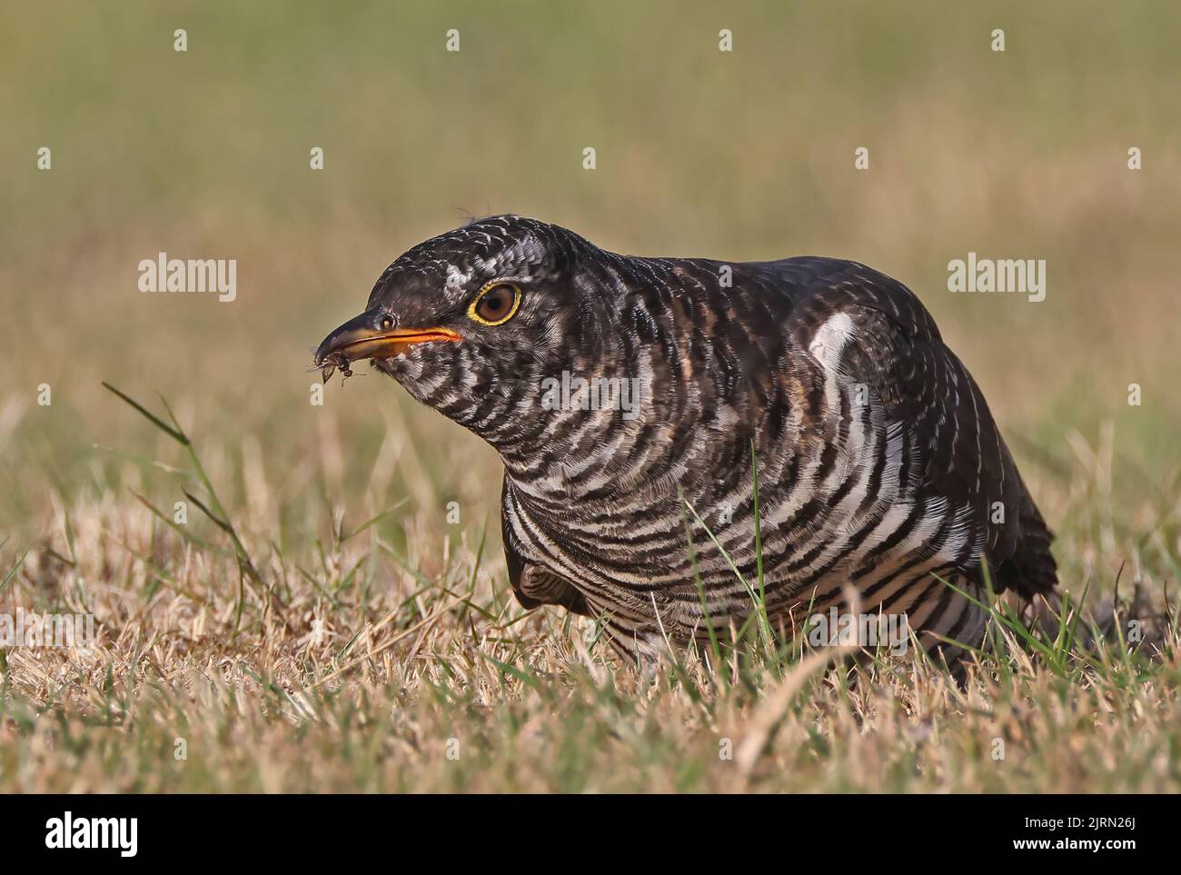 Common Cuckoo (Cuculus canorus canorus) immature on short grass eating ...