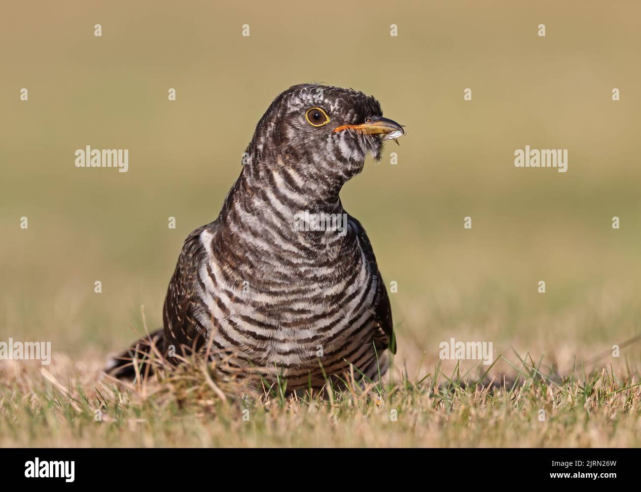 Common Cuckoo (Cuculus canorus canorus) immature on short grass eating ...