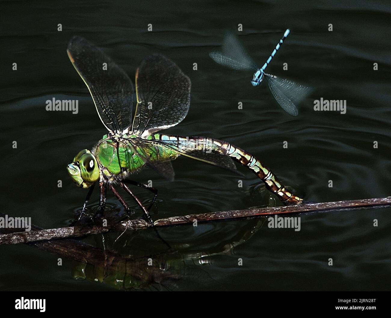 AN EMPEROR DRAGON FLY AND DAMSEL FLY AT COMPTON CRES, BOURNEMOUTH. PIC ...