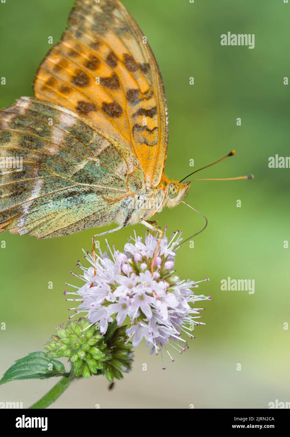 Silver washed fritillery butterfly hi-res stock photography and images ...