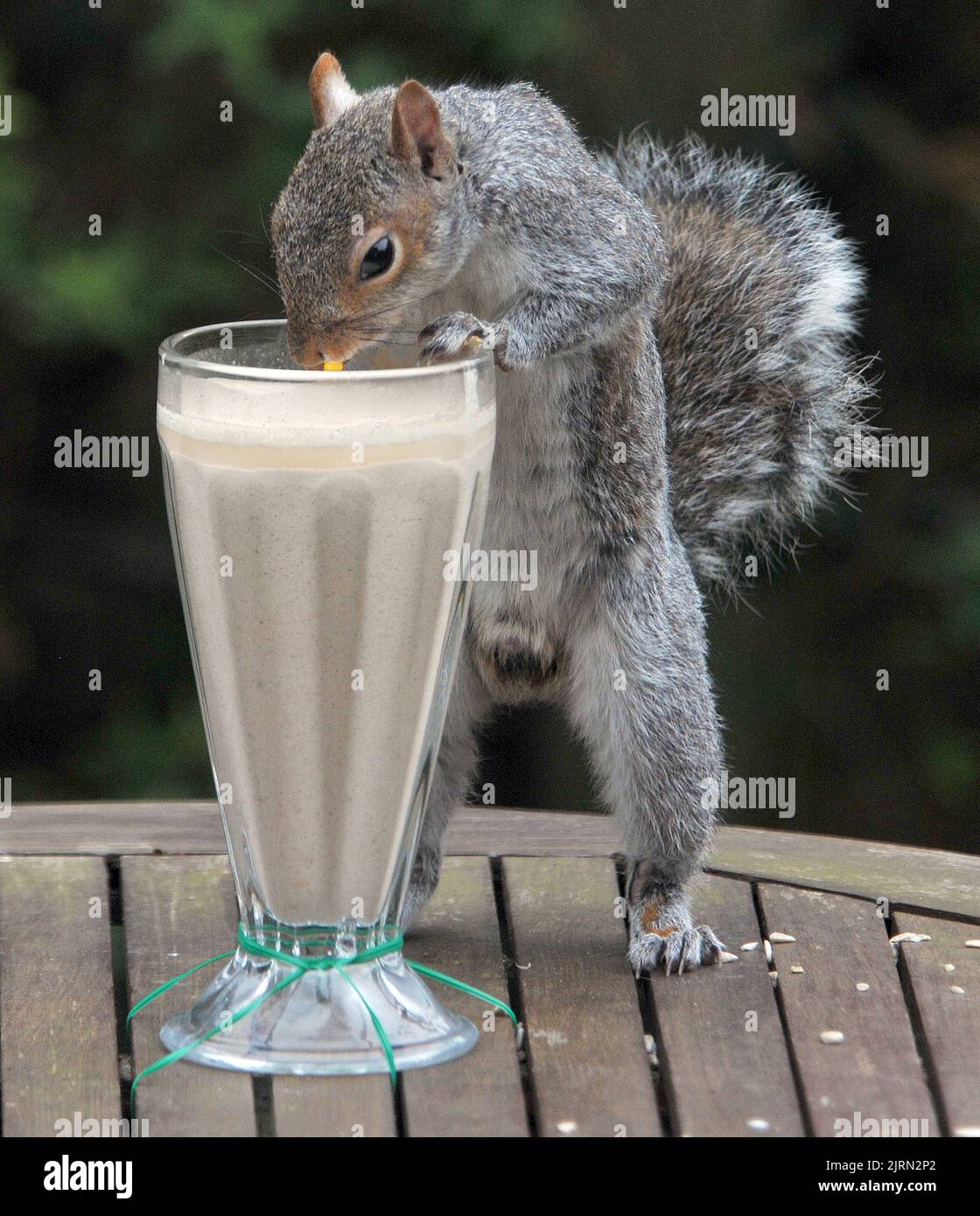 What a smoothie. This grey squirrel goes mad for Allison Carrick's ...