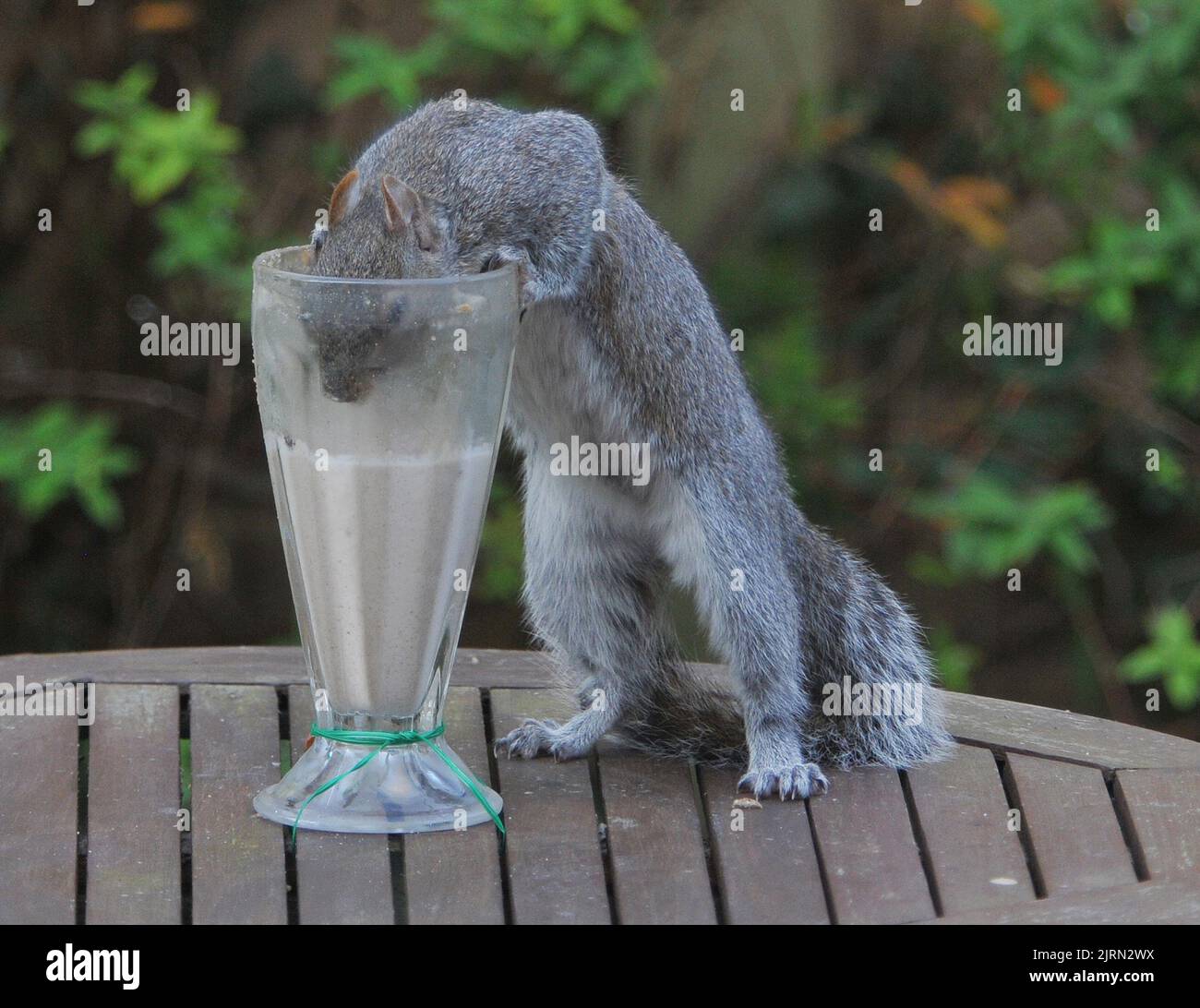 What a smoothie. This grey squirrel goes mad for Allison Carrick's ...