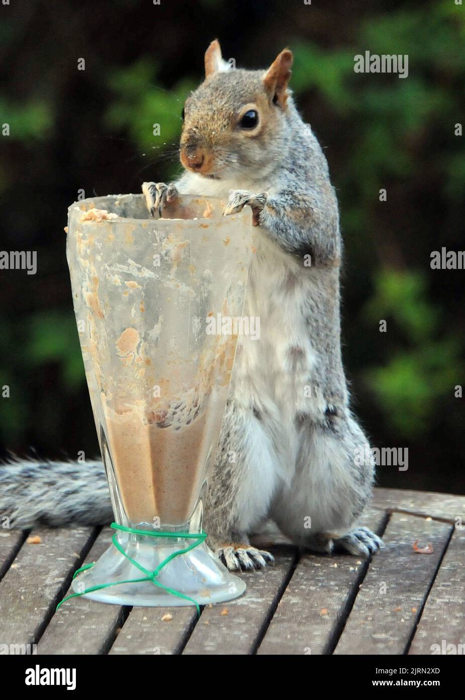 What a smoothie. This grey squirrel goes mad for Allison Carrick's ...