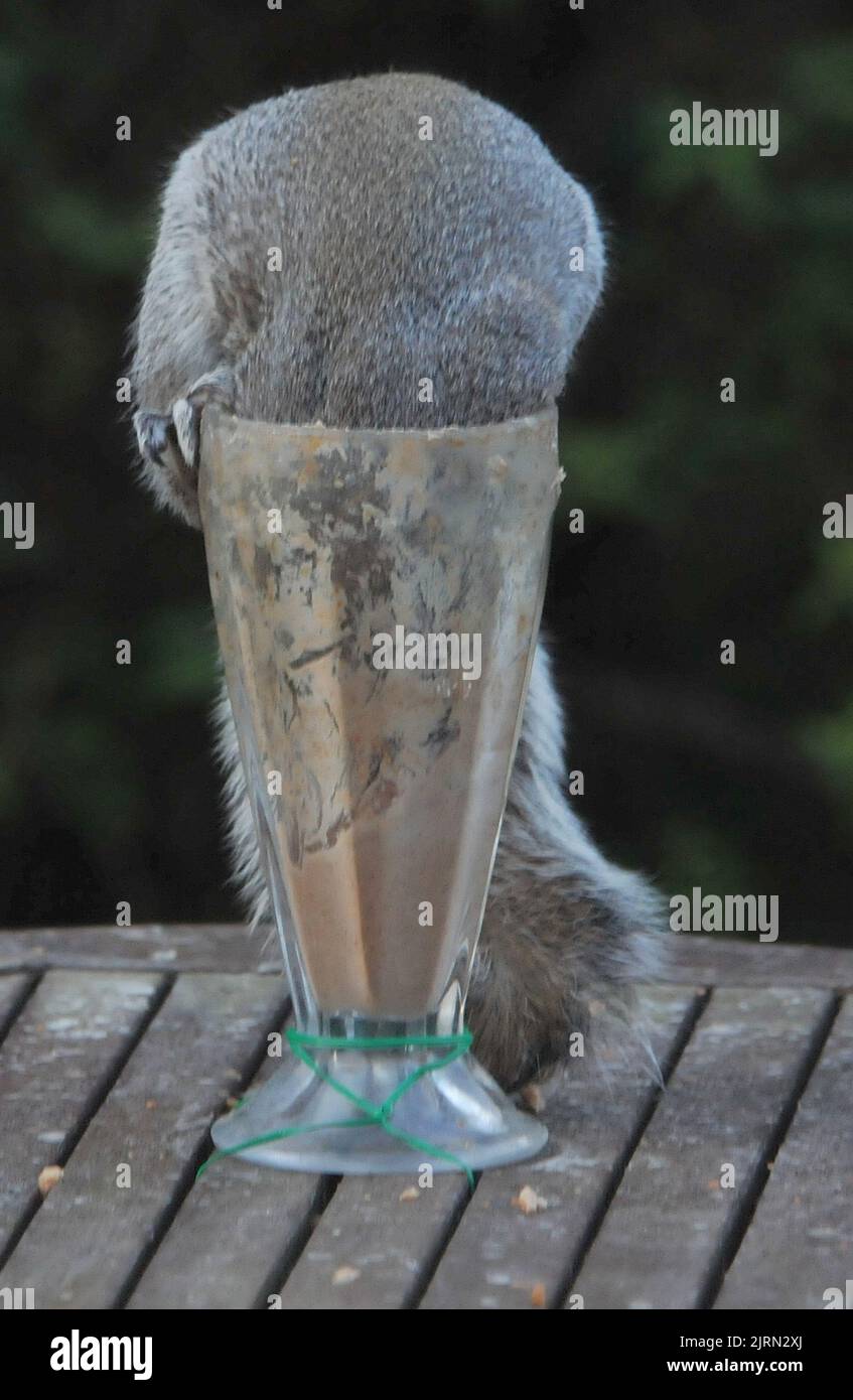 What a smoothie. This grey squirrel goes mad for Allison Carrick's ...