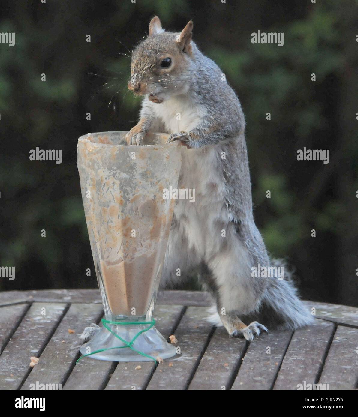 What a smoothie. This grey squirrel goes mad for Allison Carrick's ...