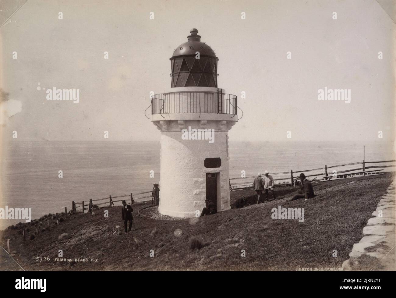 Taiaroa headland hi-res stock photography and images - Alamy