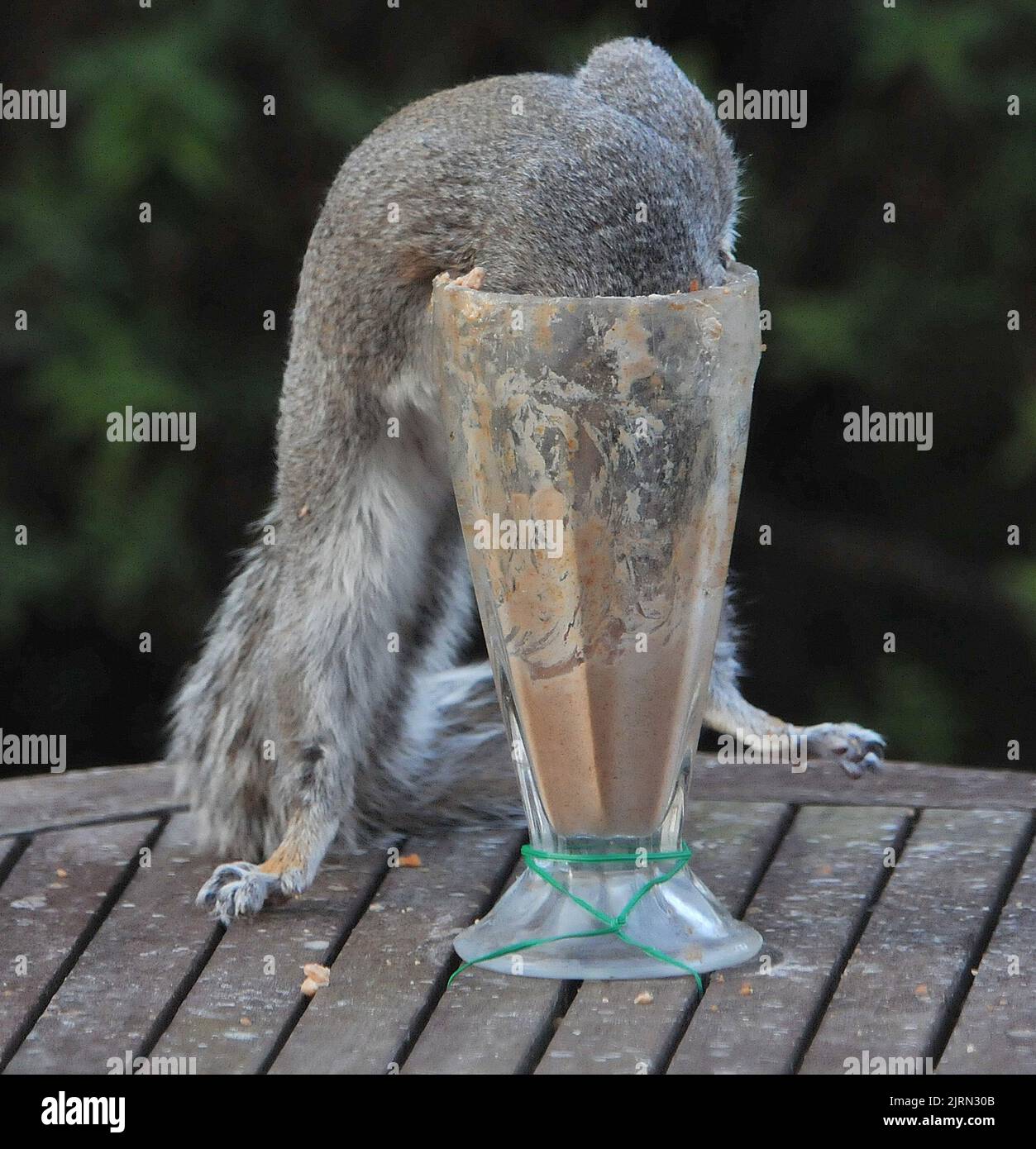 Hearts content hi-res stock photography and images - Alamy