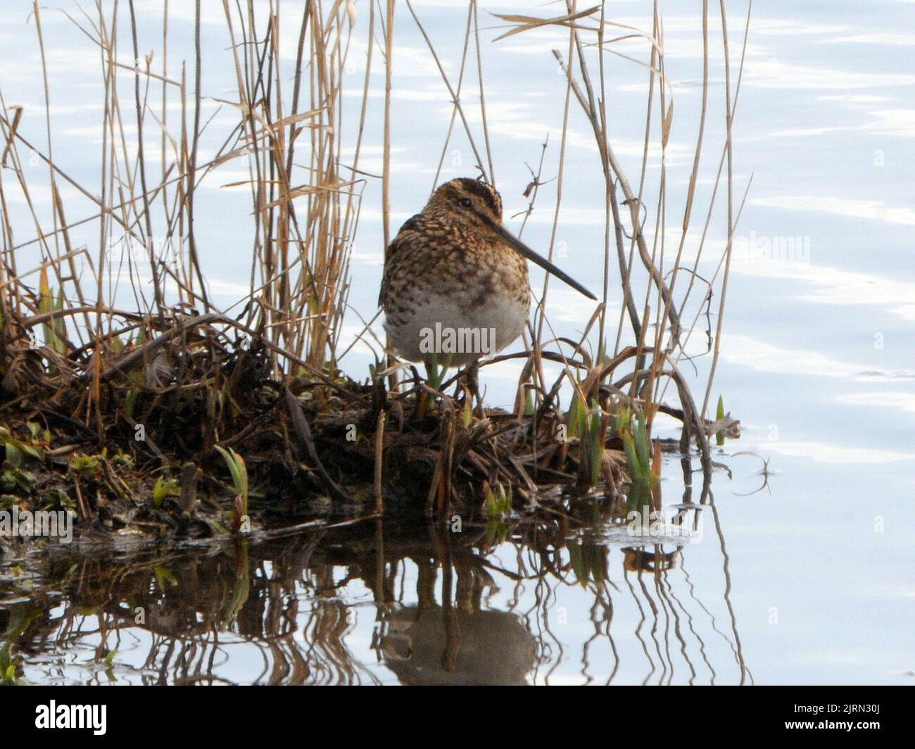 A SNIPE AT TITCHFIELD HAVEN. PIC MIKE WALKER, MIKE WALKER PICTURES,2012 ...