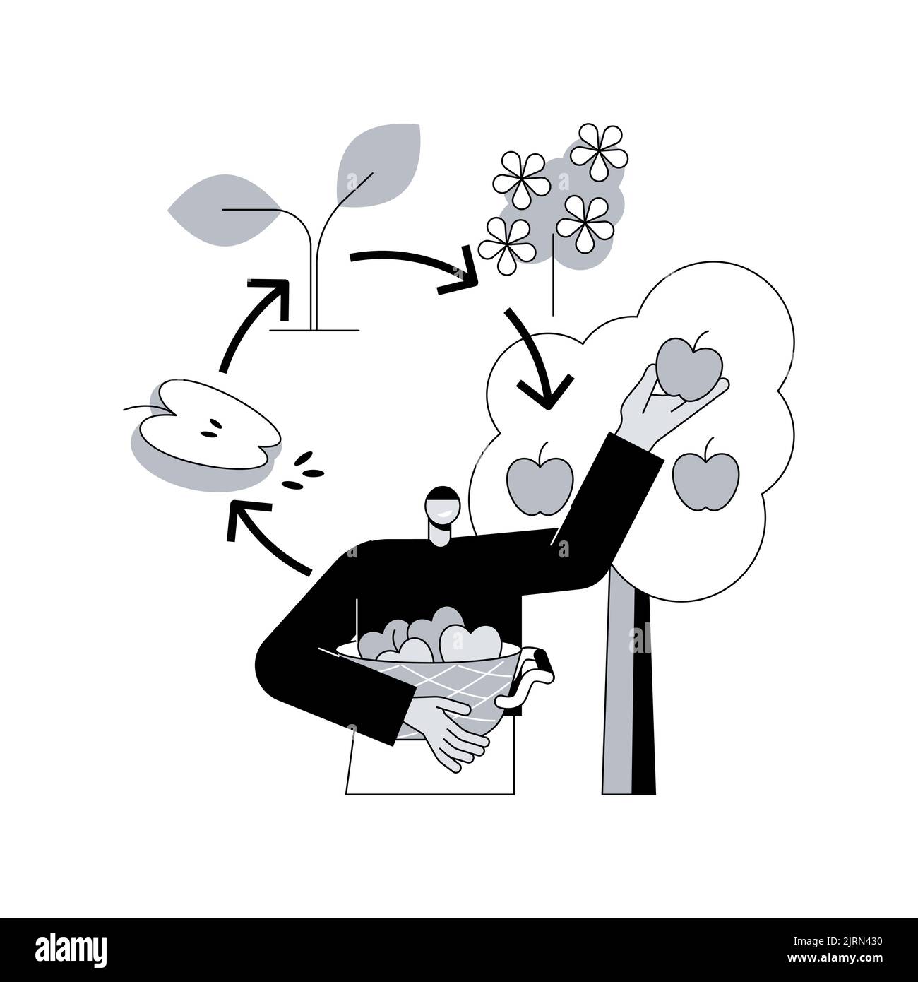 Biological cycle abstract concept vector illustration. Plant uptake and ...