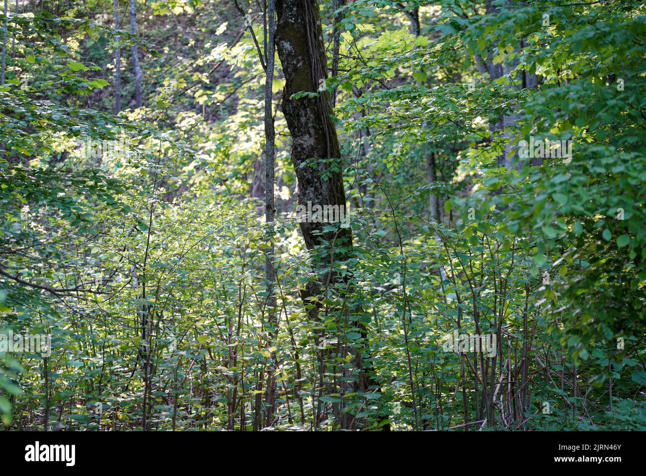 Landscape photos of German forest photographed in Bavaria Nature Park ...