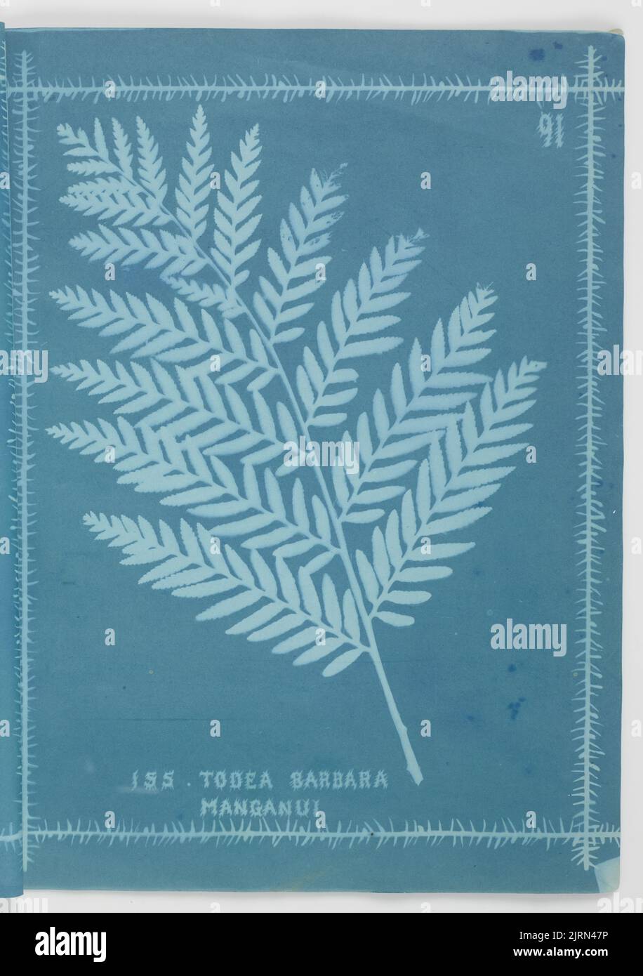 New zealand ferns 172 varieties ferns hi-res stock photography and ...