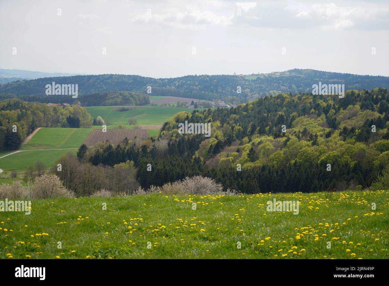 Landscape photos of German forest photographed in Bavaria Nature Park ...