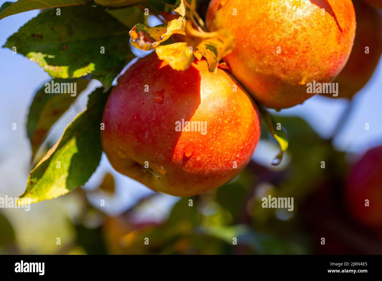 Roter mond hi-res stock photography and images - Alamy