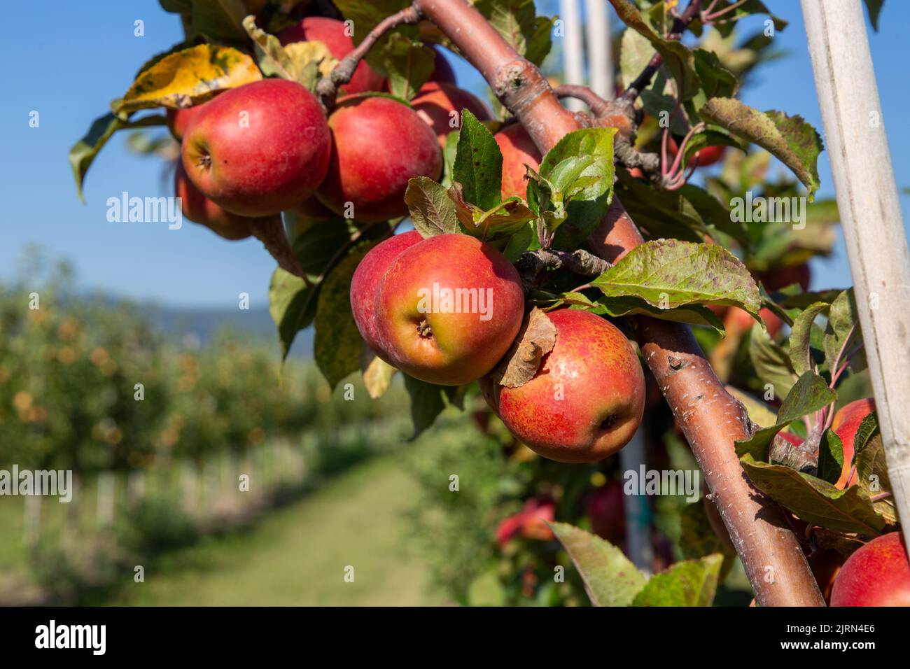 Roter mond hi-res stock photography and images - Alamy