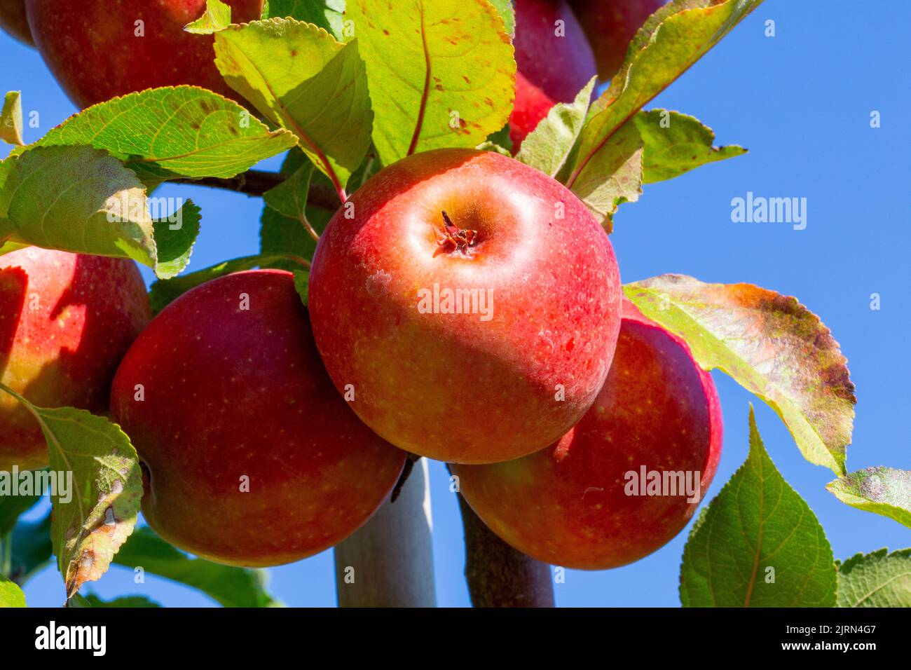 Roter mond hi-res stock photography and images - Alamy