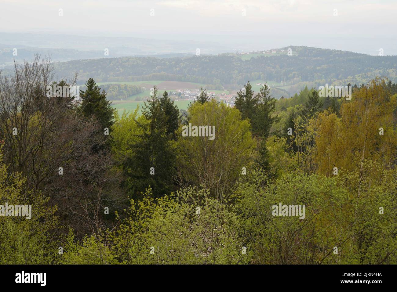 Landscape photos of German forest photographed in Bavaria Nature Park ...