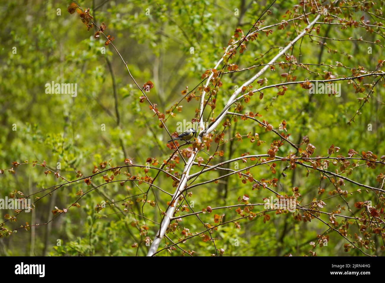 Landscape photos of German forest photographed in Bavaria Nature Park ...