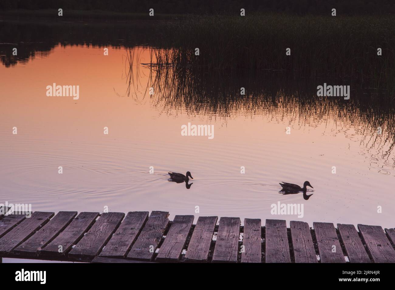 A silhouette of two mallard ducks swimming on a pond at sunset Stock ...