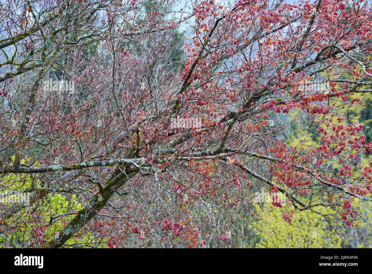 Landscape photos of German forest photographed in Bavaria Nature Park ...