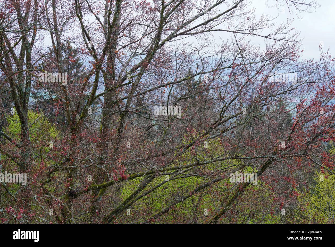 Landscape photos of German forest photographed in Bavaria Nature Park ...