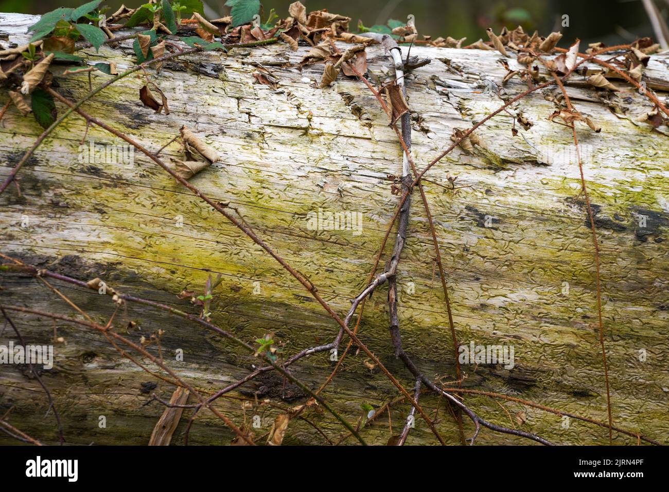 Landscape photos of German forest photographed in Bavaria Nature Park ...