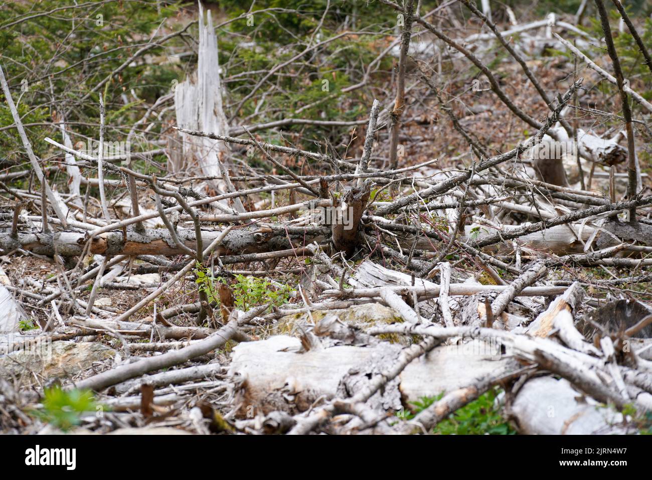 Landscape photos of German forest photographed in Bavaria Nature Park ...