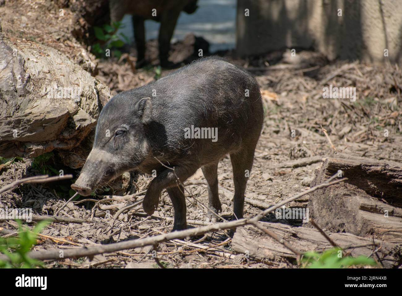A black baby Visayan warty pig Stock Photo - Alamy