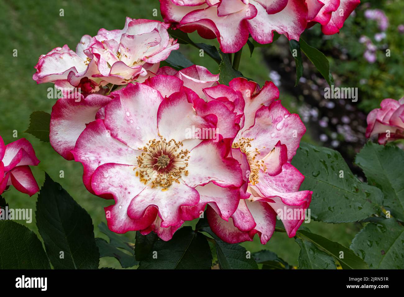 Flowers of ‘Betty Boop’ Rose Stock Photo - Alamy