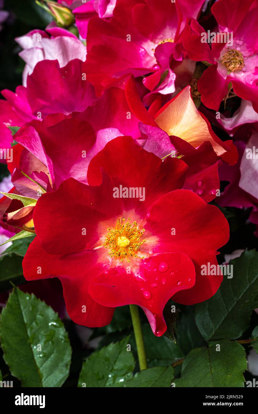 Bop hi-res stock photography and images - Alamy