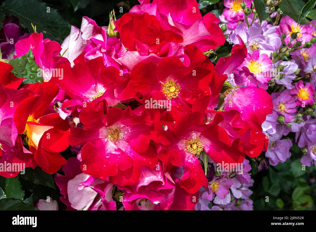 Flowers of ‘Be-Bop’ Floribunda Rose Stock Photo - Alamy