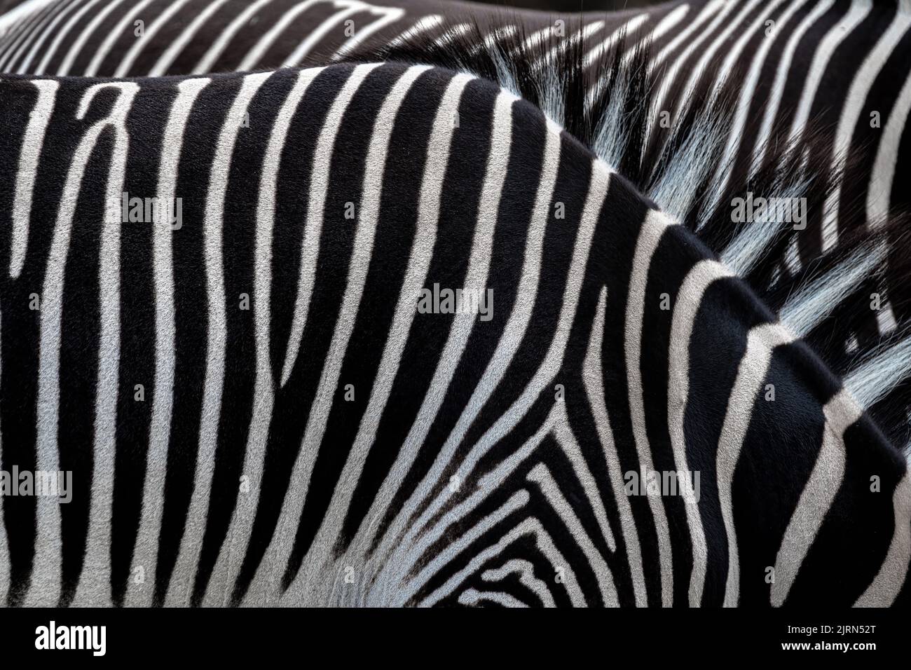 Fur Pattern of Grevy’s Zebras (Equus grevyi Stock Photo - Alamy