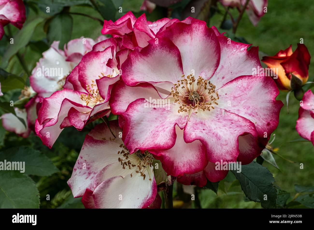Flowers of ‘Betty Boop’ Rose Stock Photo - Alamy