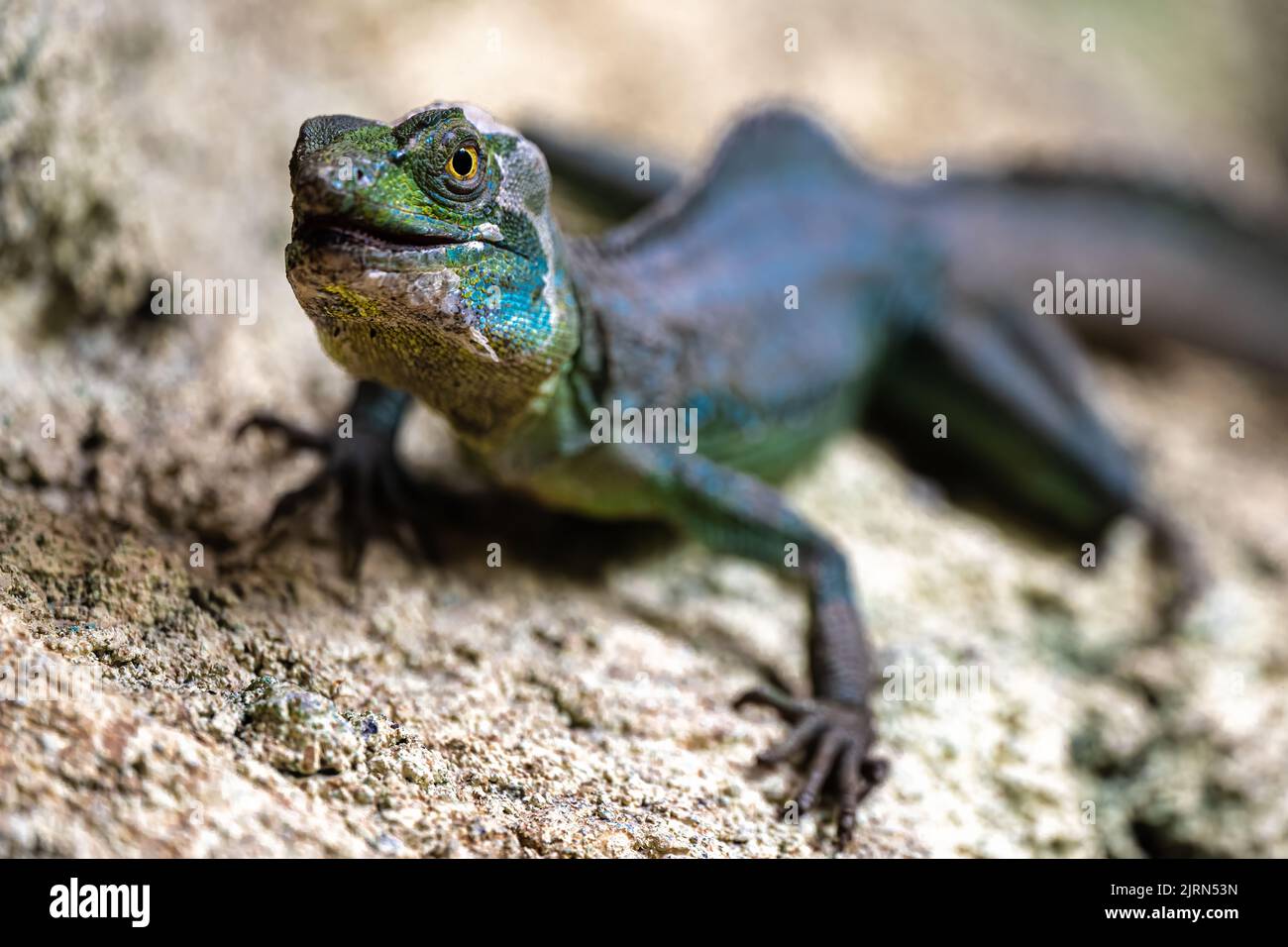 Basiliscus plumifrons tail hi-res stock photography and images - Alamy