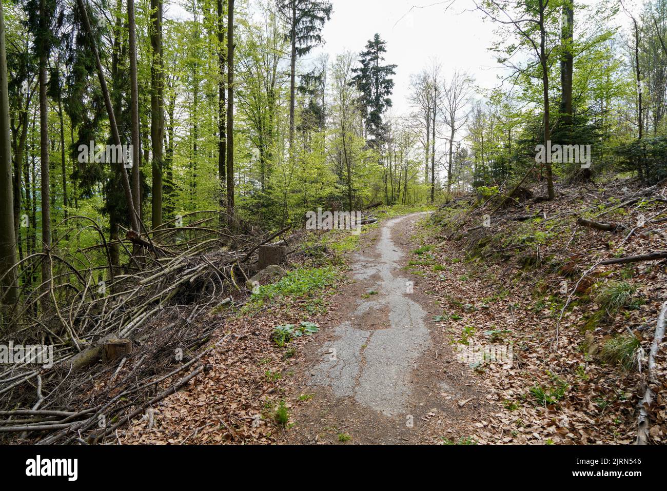 Landscape photos of German forest photographed in Bavaria Nature Park ...