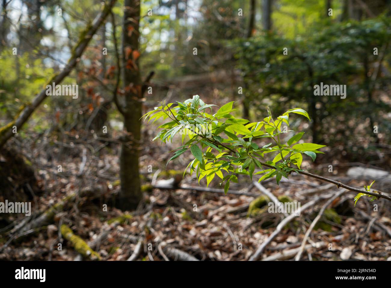 Landscape photos of German forest photographed in Bavaria Nature Park ...