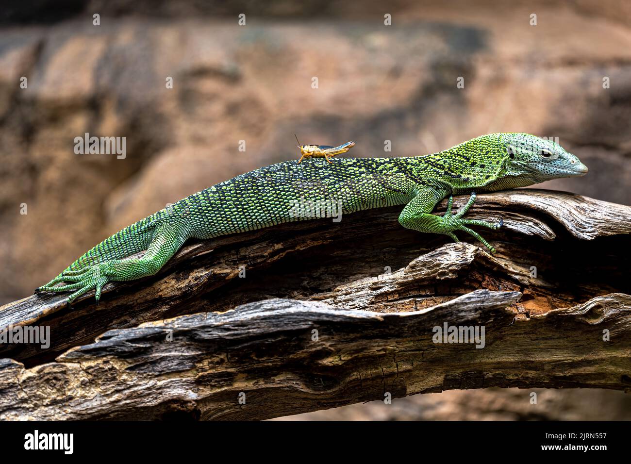 Reisinger’s Tree Monitor (Varanus reisingeri) Carrying its Food Stock ...