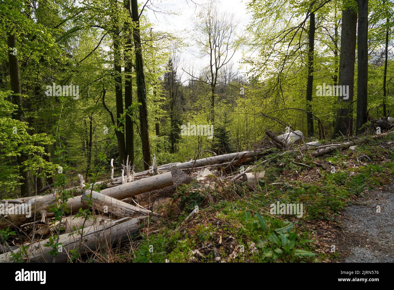 Landscape photos of German forest photographed in Bavaria Nature Park ...