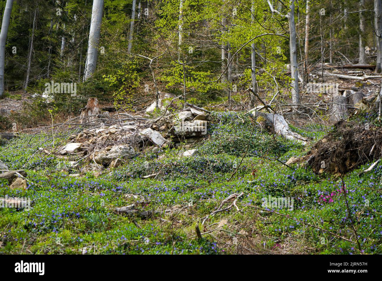 Landscape photos of German forest photographed in Bavaria Nature Park ...
