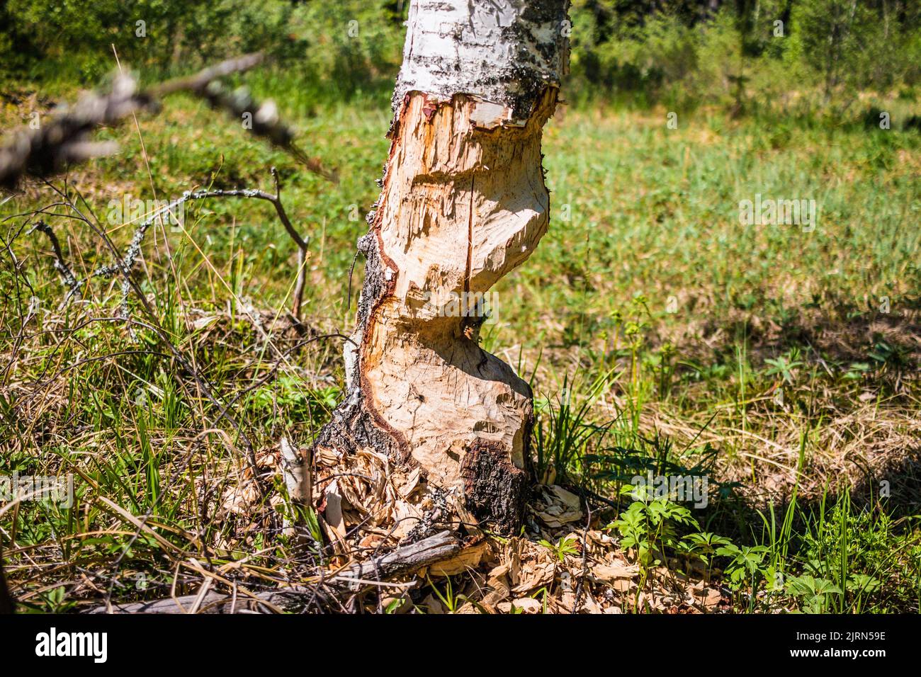 Hack marks hi-res stock photography and images - Alamy