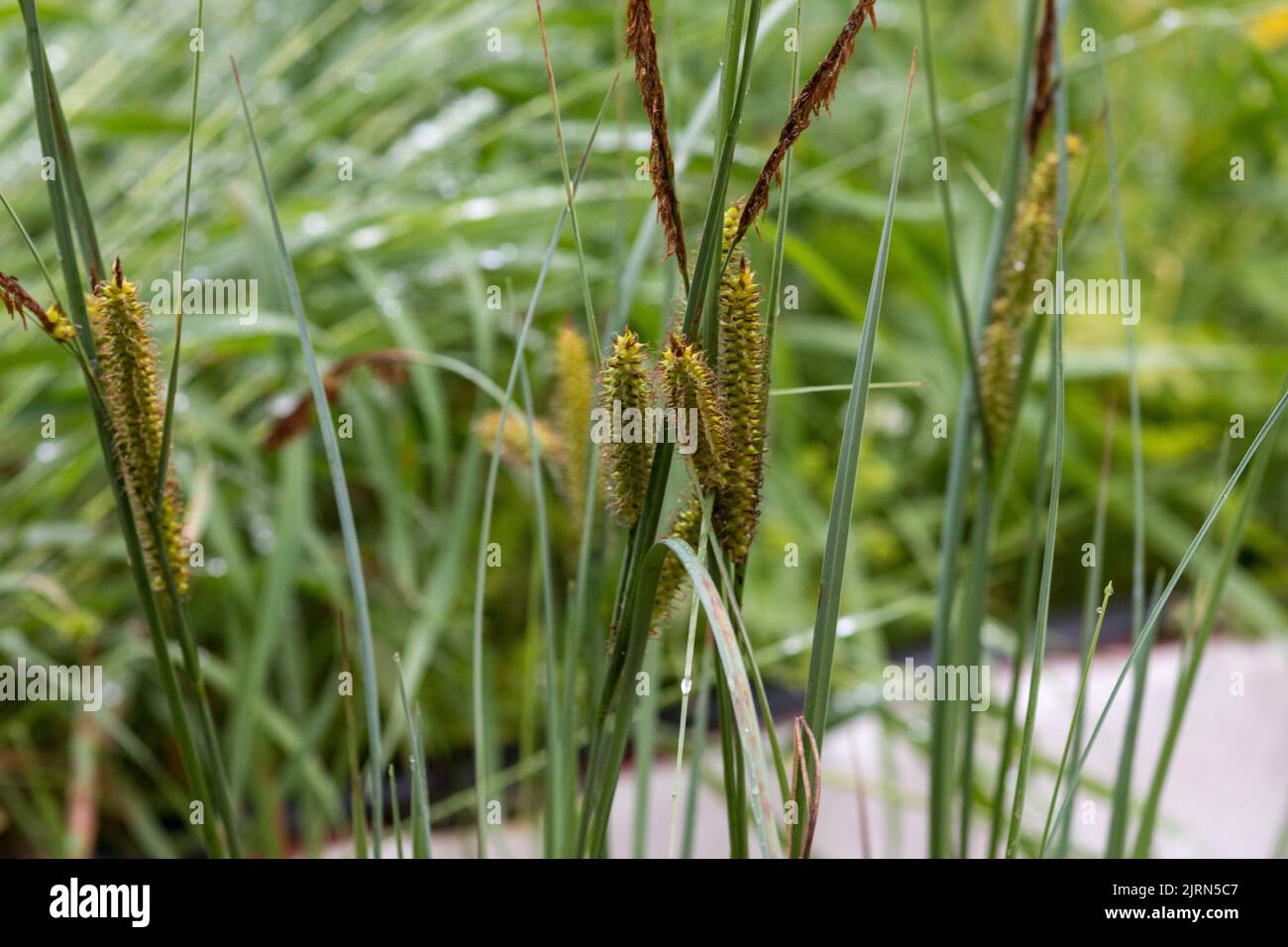 A closeup of bottle sedge plants with tall blades of grass around them ...