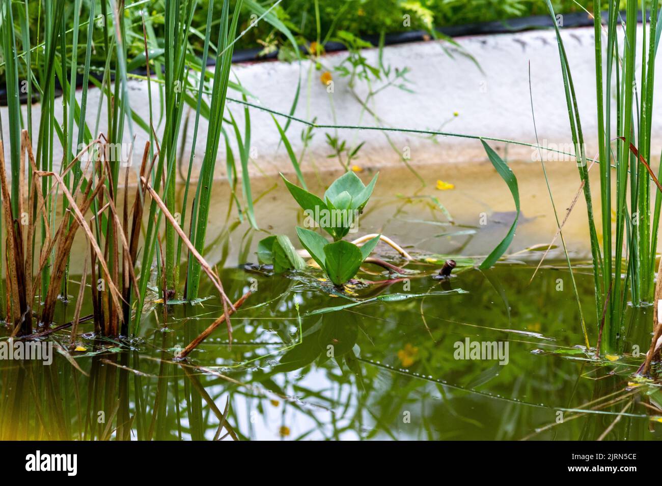 A sunny day in a beautiful wilderness with tall green leaves emerging from a reflective pond ...