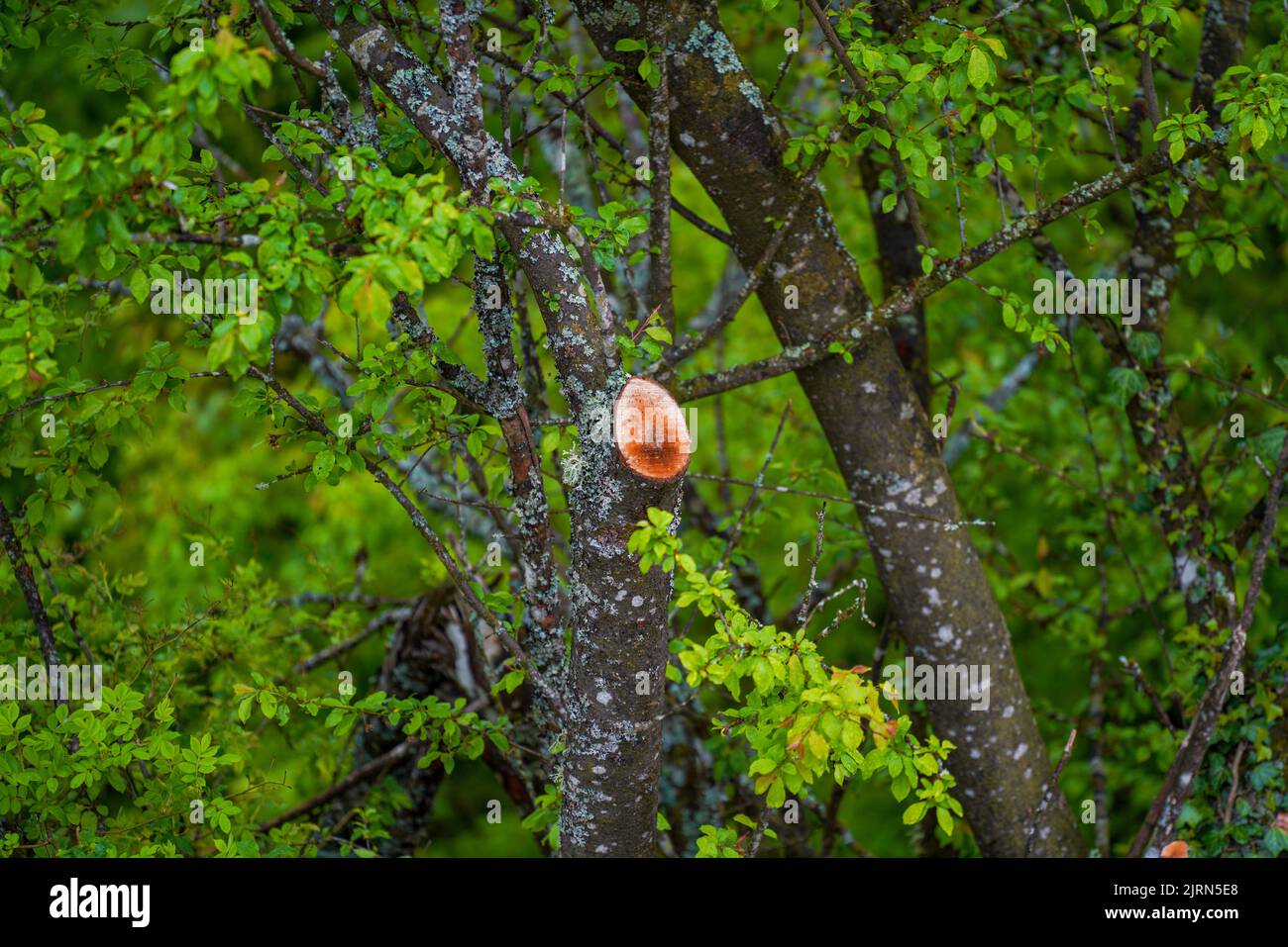 Landscape photos of German forest photographed in Bavaria Nature Park ...
